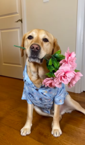 Dog’s Adorable Date Night Routine, video is lovable
